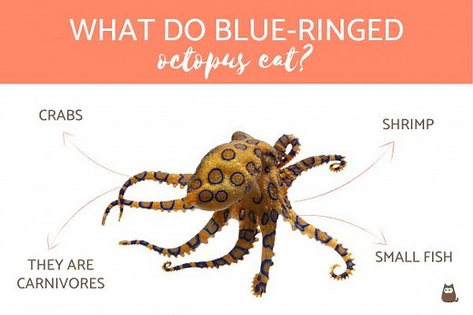 What Do Blue Ringed Octopus Eat? - Blue-ringed Octopus Facts