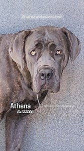 5.2K views · 615 reactions |  Adopted  A5733288 ✰ ATHENA...