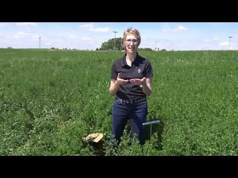 How to Take a Tissue Sample in Alfalfa