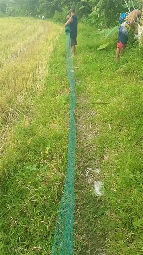 Huwag ka nang gumastos ng paulit-ulit! Eto na ang MAKAPAL at MATIBAY na CHICKEN NET na perfect sa manukan, bakod, at garden!₱269.94 lang!#ChickenNet #ManukanPH #PoultrySupplies #BakodNgManok #Buy1Take2