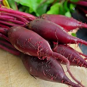 Cylindra Beet - 100 Seeds - Heirloom & Open-Pollinated Variety, Non-GMO Vegetable Seeds for Planting Indoors or Outdoors in Containers or The Home Garden, Thresh Seed Company
