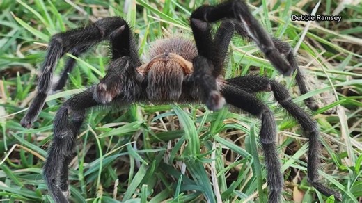 Why tarantulas are taking over Central Texas
