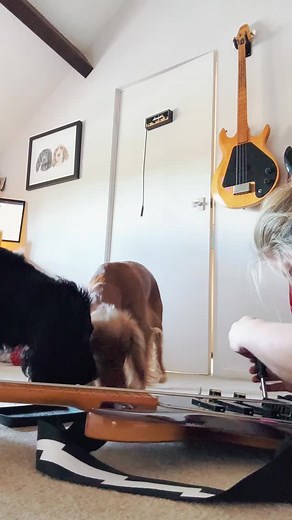 Gundog training is a great way to train your dog day to day behaviours … … like passing you a screwdriver when you need one 🤣🤣 #dogsofinstagram #spaniellife #funnydogvideos | The Spaniel School