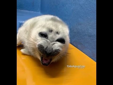 Fredbear's Springlock suits live stream!!!