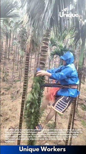 Cleaning palm trees: precision moss removal in action