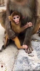 65K views · 1.7K reactions | Very Smart Monkey Using Smart Phone - Cute Monkey Feeding | TV Monkey | Facebook