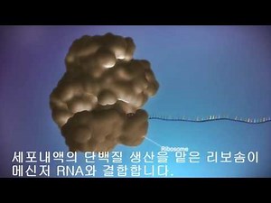 유전자 정보에서 단백질 합성까지의 기전...