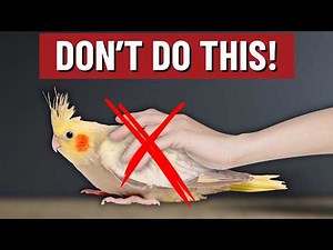 Why Your Cockatiel Is Suddenly Mean (And How to Fix It)