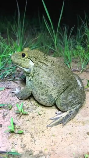 Funny catch Bigger frog fun jump Try Don’t Laugh catching bullfrog for fun s #toad #green #wildlife #explore #pets #foryou #nature #reels #zoo | Zac-Kuk