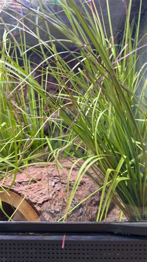 Choose your character: Ball Python Edition 🐍✨ 🖤 Hisstopher 🎸 Ozzy 🌙 Apollo 💎 Fancy Did you know? Ball pythons get their name from how they curl into a tight ball when they feel shy or scared! 🐍 Which snake are you picking? 👀 #ballpython #topsailaquarium #chooseyourcharacter #reptilesofinstagram #snakesofinstagram #reptilelove #animalencounter #reptileeducation #ecologicalmarineadventures #northcarolinaaquarium #reptilelife | Topsail Aquarium