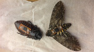 Cyborg Insects Proposed by @NCState University to Map Areas After Disasters