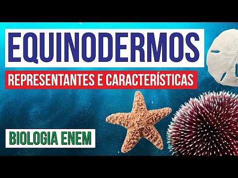 ECHINODERMS: classification of animals in the group | Biology for Enem | Cláudia de Souza Aguiar