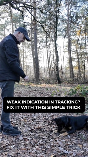 If your dog can’t indicate anymore, do this… I get this question so often: “If my tracking is already good, why would I go back to training indication?” “Isn’t that the FIRST step to tracking?” But as time passes, your dog starts caring MORE about tracking. Less about indication. I mean, tracking is fun and exciting – indication a bit less. Even though the reward comes from the indication. That’s why you’ve been noticing that your dog is getting worse at indication. When that happens, just copy 
