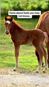 It's almost Spring which means foal season and we can't wait to see little bundles of joy around again 🐴 At EQUUS, we have everything you need for your foal, whether you are looking for a new rug, headcollar or supplement. Take a look at our foal collection today! #equus #foalseason #foals #horseinspring #springhorse #horserider #equestrian #horsefacts #equestriantips #foalfacts | Equus