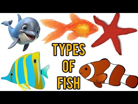 10 Amazing Fish Types | Kids Learning Video
