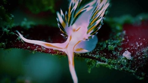 clip-3993031573-elegant-healing-macro-shot-caloria-indica-nudibranch