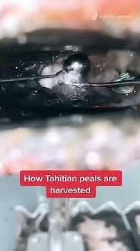 How Tahitian Pearls Are Harvested