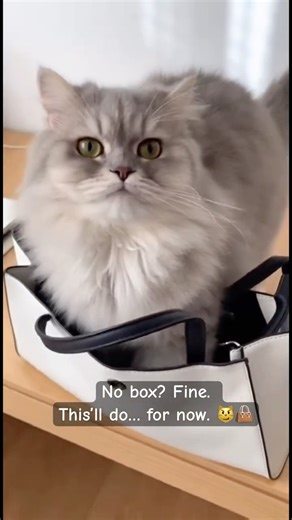 No Fish. No Treats. Cat Declares Purse Useless. 😼👜