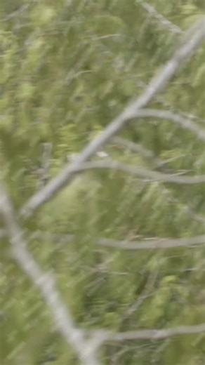 When you need a rope that keeps up with your work, Stable Braid™ SD with SamsonDry™ delivers. Less than 5% water pickup, low stretch, torque-free, and built to last with excellent abrasion and UV resistance. High strength-to-weight ratio means it’s strong without weighing you down. #samsonrope #arboristsofinstagram #arborists #sustainability | Samson Rope Technologies