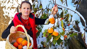 Harvesting and Drying Red Persimmons 🚜🍂 | Chef Grandma Cooking