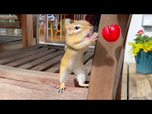 How do chipmunks get cherries off the stem?