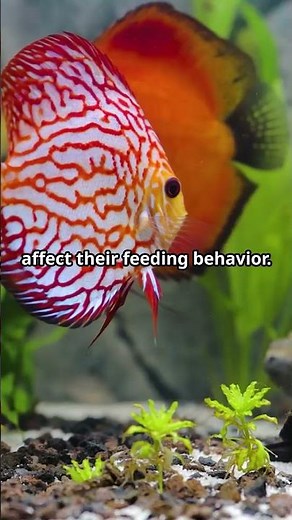 Why is my Discus Fish Not Eating? 🐠