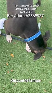 5.5K views · 121 reactions | ADOPTED 5-29-24! THANK YOU FOR SHARING! BERYLLIUM A2369927 is running out of time for a COMMITMENT, we spent alot of time with him today, please help us SAVE HIS LIFE. He is selective so decompression and proper intro required He would thrive as an only pet. PLEASE HELP EMAIL rescuepets@HillsboroughCounty.org cc rescuemetampa@yahoo.com https://www.facebook.com/share/v/Ppdo1yuHpBW4ebkH/?mibextid=oFDknk | Rescue Me Tampa - Shelter Dogs | Facebook