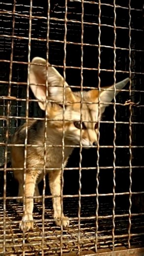 Algeria's iconic and national animal #treasure #container #huntinginthesea | Gatroy Duser