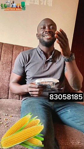 217K views · 8.7K reactions |  Vendre ton maïs brut, c’est survivre....