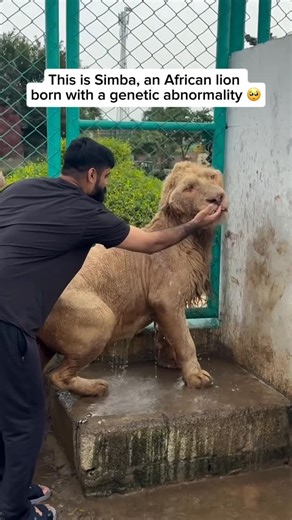 The Big Cat Rescuers on Instagram: "Simba, a lion born with a genetic abnormality, is a heartbreaking example of what can happen when inbreeding takes place in captivity. His weakened body and unusual features show the real suffering these practices can cause. Problems like his often appear in small or poorly managed facilities, where closely related lions are bred together. This raises the risk of genetic defects that affect a lion’s appearance, health, and overall strength. In the wild, natura