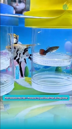 Fish Isolation Box Set – Protects Fry and Small Fish as They Grow
