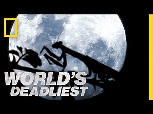 Alien-like Insects | World's Deadliest