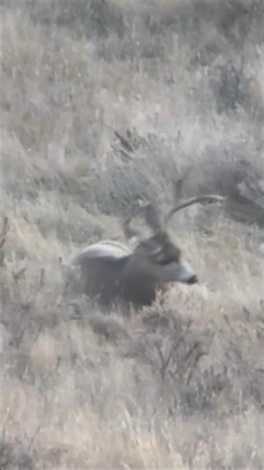 |Montana| Mule Deer *RUT* Hunt! #subscribe #hunting #mychannel #viral
