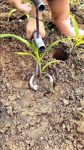 Transplanting Saplings: An Innovative Step-by-Step Process!