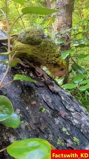 Kakapo – Ud nahi sakta par duniya ka rarest parrot hai! #shorts #kakapo