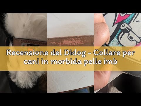 Recensione del Didog - Collare per cani in morbida pelle imbottita con targhetta personalizzata e an
