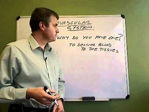 cardiovascular system introduction