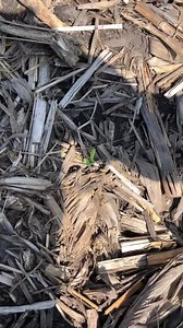 Do you need Precision Planting clean sweep and a set of row cleaners? The answer is in your field. Take a look at this video and see what troubles can be caused when residue enters your seed trench. | Wellington Implement