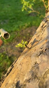 Creative Garden Tricks | Science, Tech and Universe