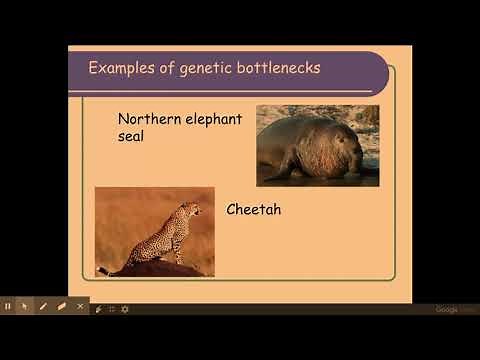 6.1.2 Patterns of inheritance e) Genetic Drift, Genetic bottleneck, The founder effect