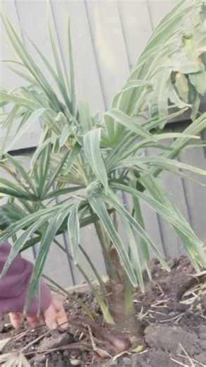 Pruning Tracycarpus Fortunei 🌴#pruning #garden #tropicalgarden
