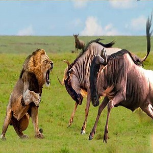 Unbelievable. Lion Has To Regret Attacking Wildebeest - Wildebeest Defeated The Lion And Escaped | Hanhphuc1