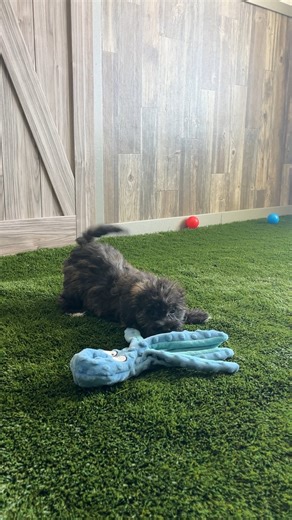 Havapoo puppy for sale