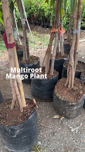 48K views · 969 reactions | Multiroot mango plant. 2,3,4 root mango...