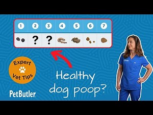 What Healthy Dog Poop Should Look Like | Ask A Veterinarian