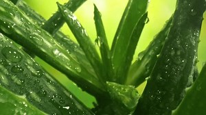 Super Slow Motion Shot Camera Moving Stock Footage Video (100% Royalty-free) 1108721817 | Shutterstock