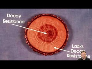 Wood Defects and Deterioration