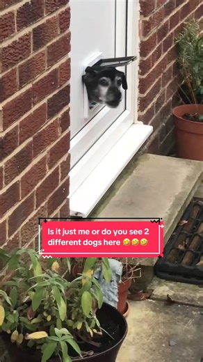 #dogs #haha #fyp #dog #animals @dog is it just me or do we see 2 different dogs here 🤣🤣🤣 dog lovers ❤️ just humans