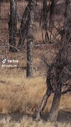 Ultimate FOXPRO X24 Charger in Action