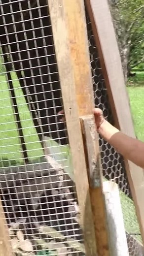 The Best Way to Keep Quail Safe! #reels #fyp #quail #farmstead #garden | Sow the Land